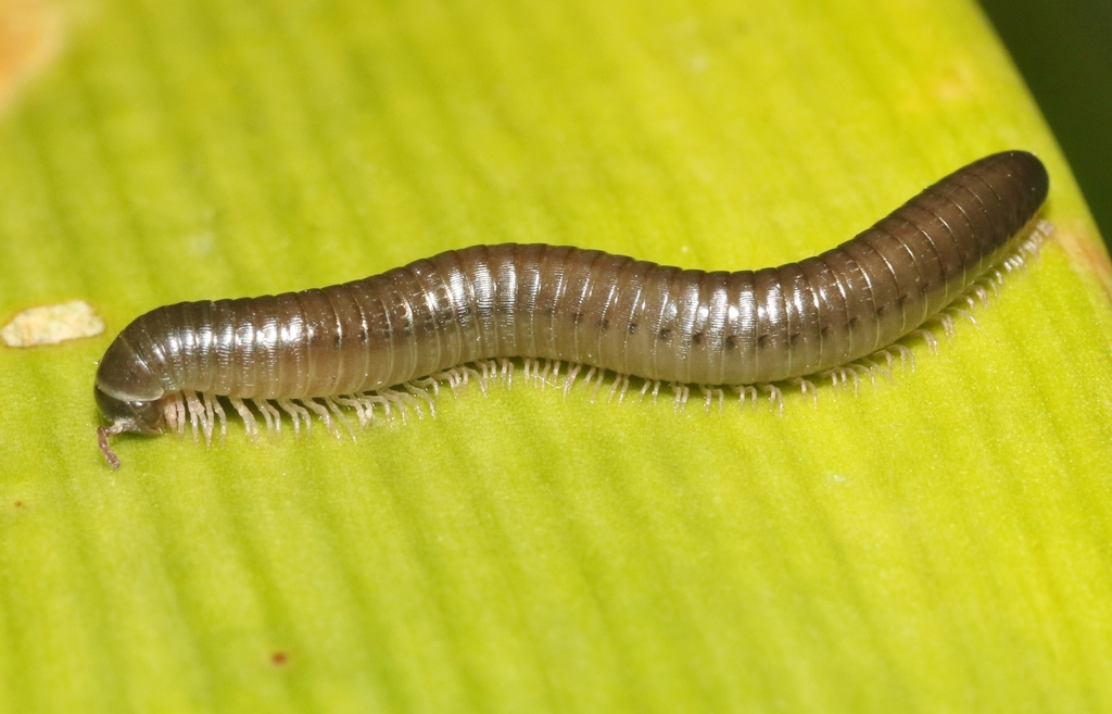 Portuguese Millipede from Paget, Bermuda on March 30, 2022 at 10:54 PM ...