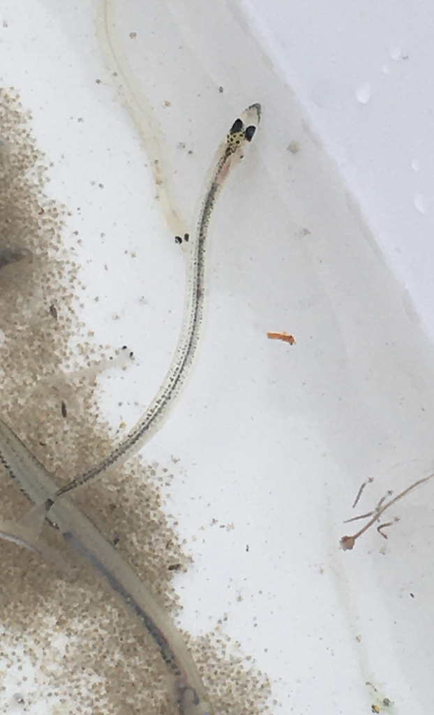 Pacific Sand Lance from Drew Harbour, Strathcona J (Discovery Islands ...