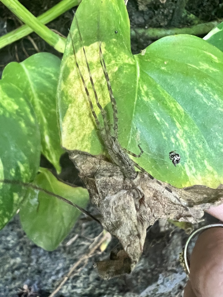Leaf-running Spiders from Ngerekebesang, Palau, PW on February 20, 2022 ...