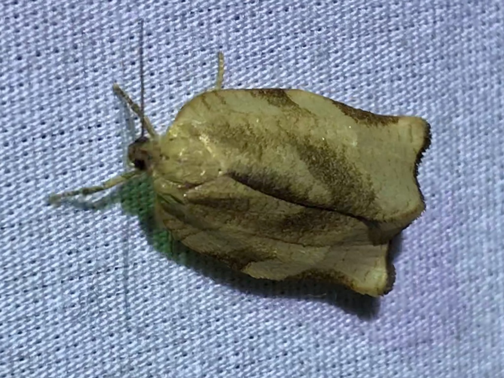 Broken-banded Leafroller Moth from Mt Pilgrim Church Rd, Prosperity, SC ...