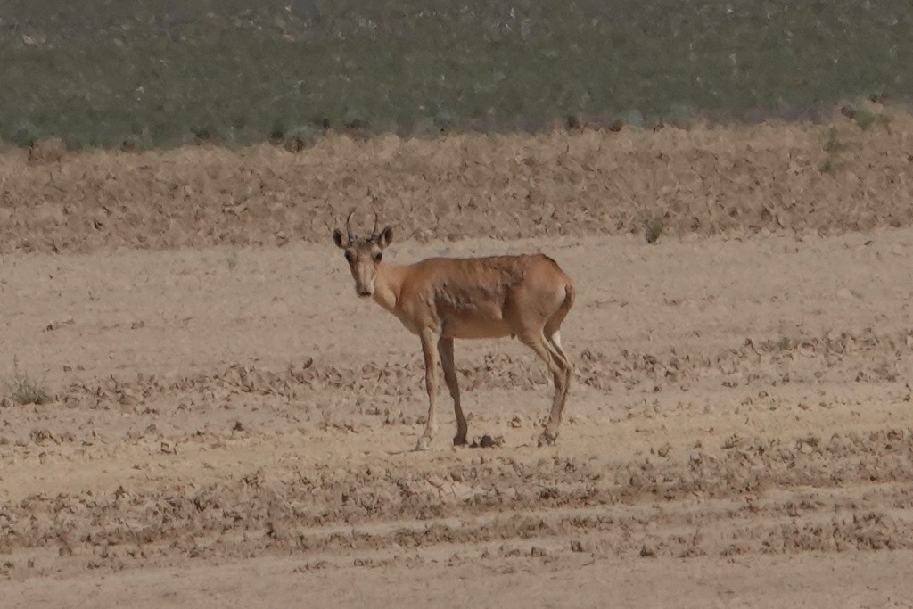 Mongolian Saiga (Saiga tatarica mongolica) - Know Your Mammals