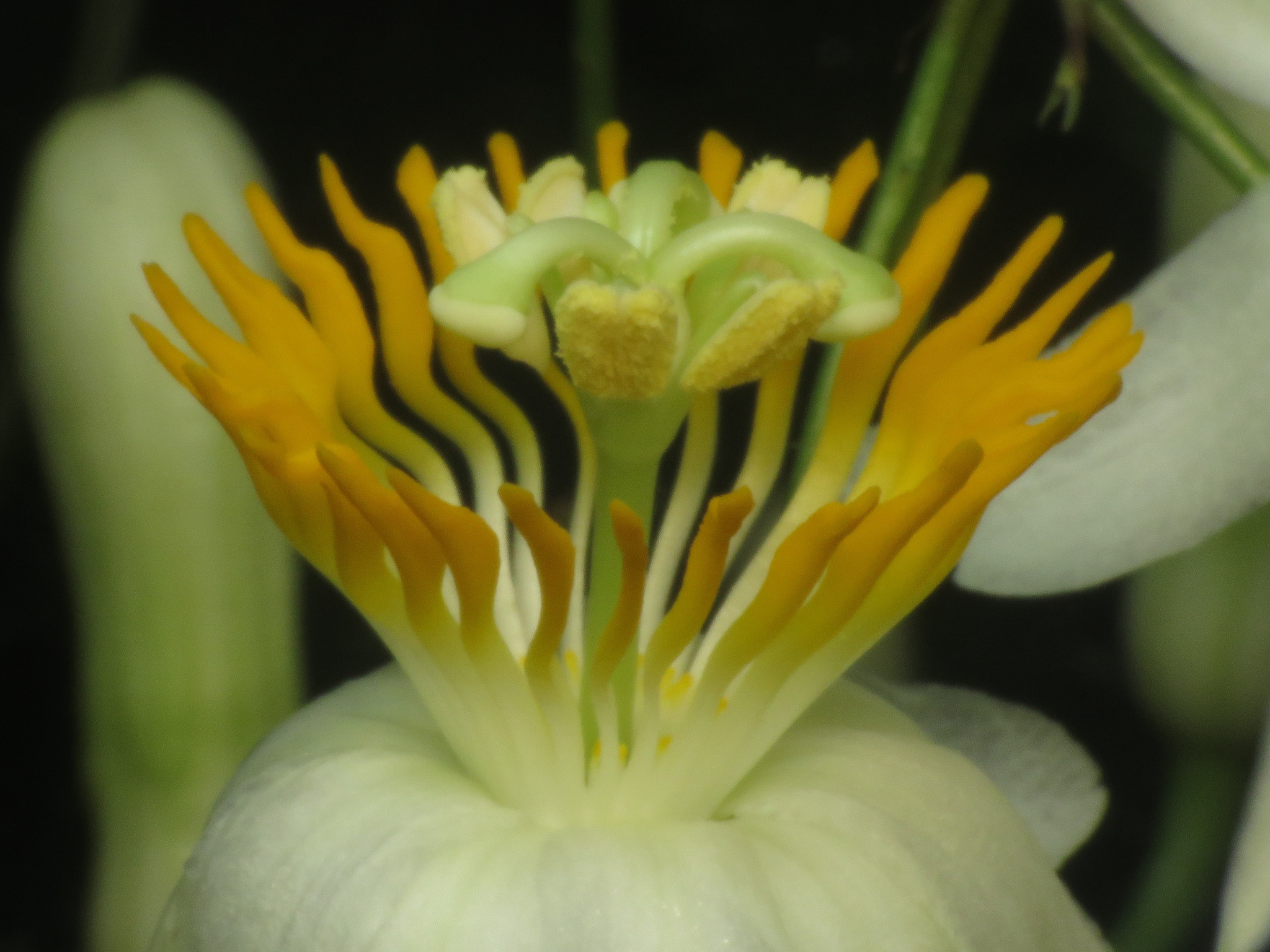 Passiflora arborea Spreng.