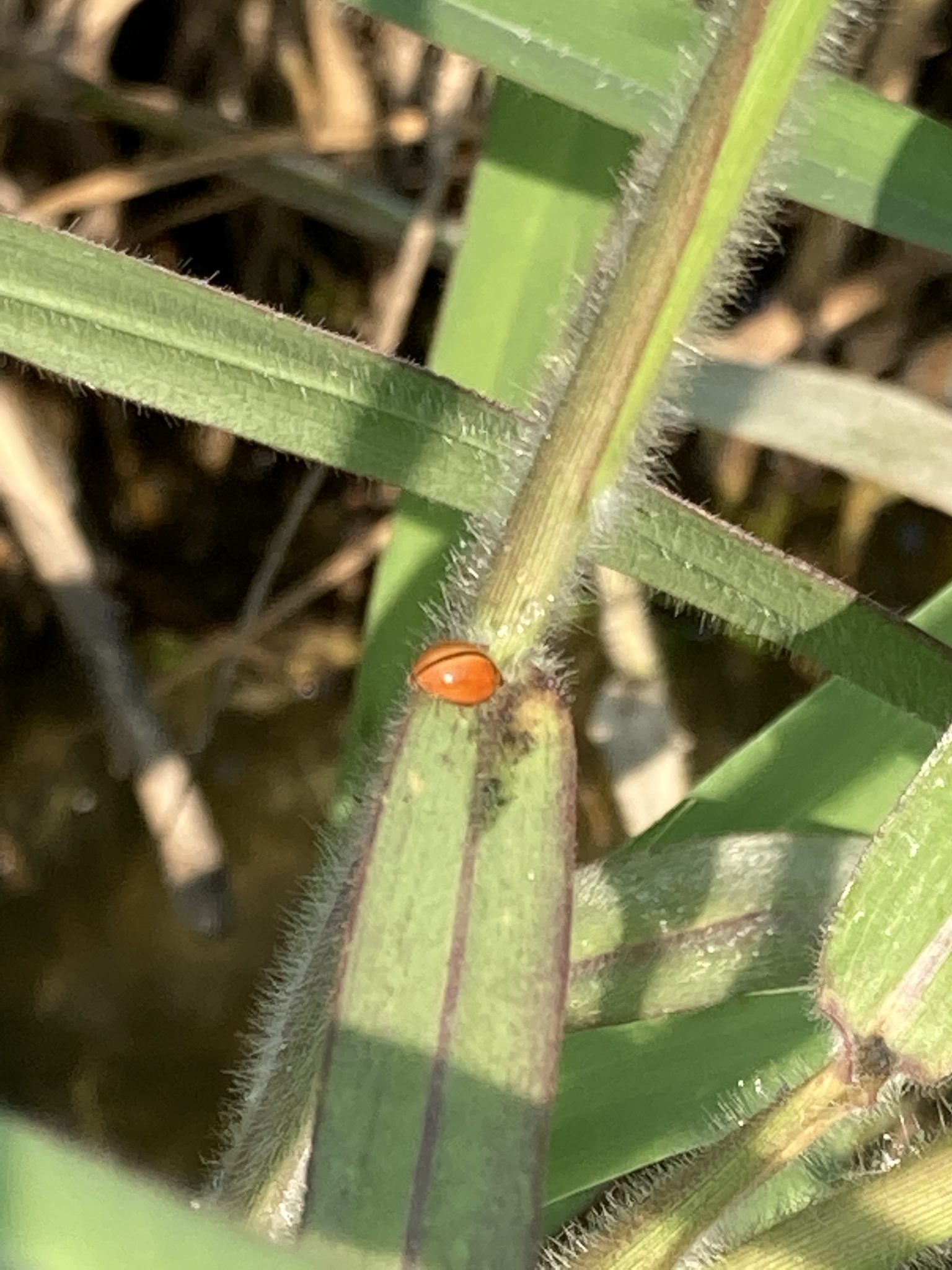 Micraspis discolor (Fabricius, 1798)