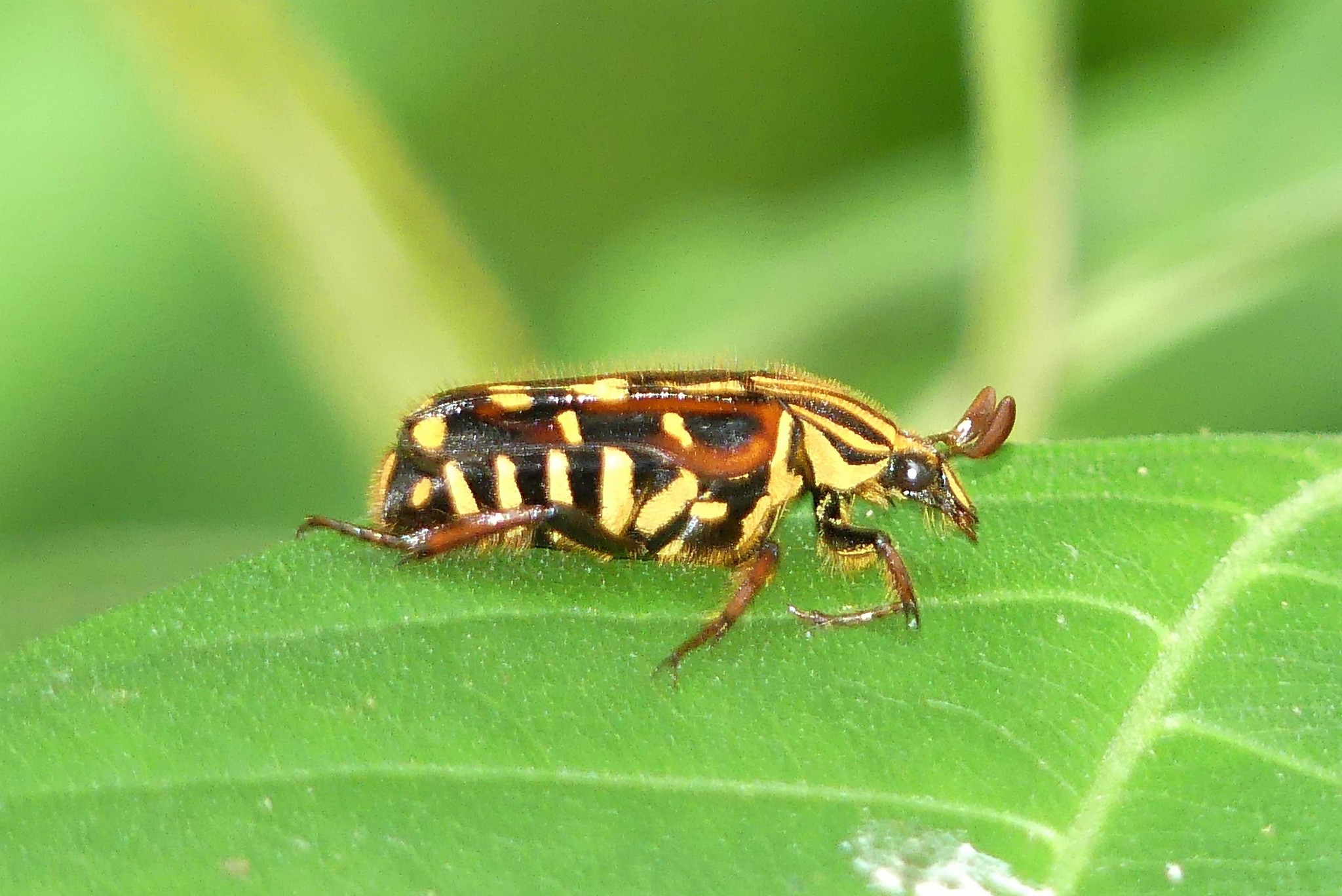 Euselates Thomson, 1880