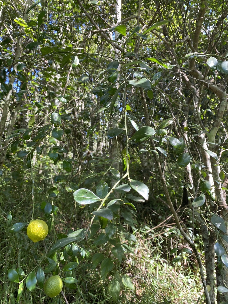 Australian round lime from Mill Rd, Anstead, QLD, AU on April 14, 2022 ...