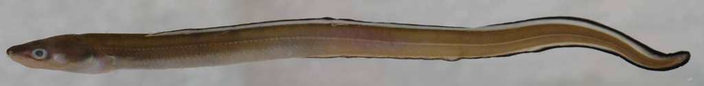 American Conger (Conger oceanicus) - Marine Life Identification