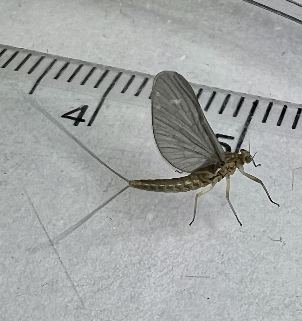 Small Mayflies from Creamery Rd, New Hope, PA, US on April 13, 2022 at ...