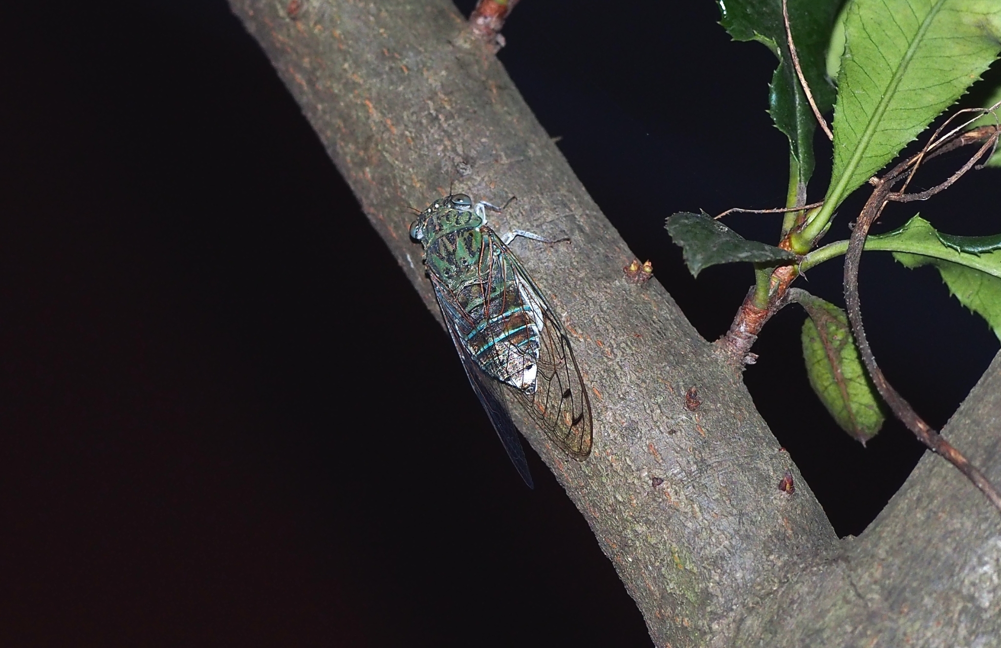 Meimuna mongolica (Distant, 1881)