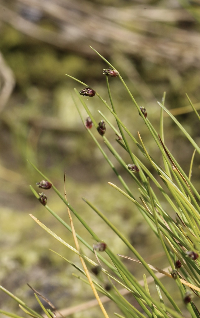 Keeled bulrush from Napa County, CA, USA on April 6, 2022 at 02:50 PM ...