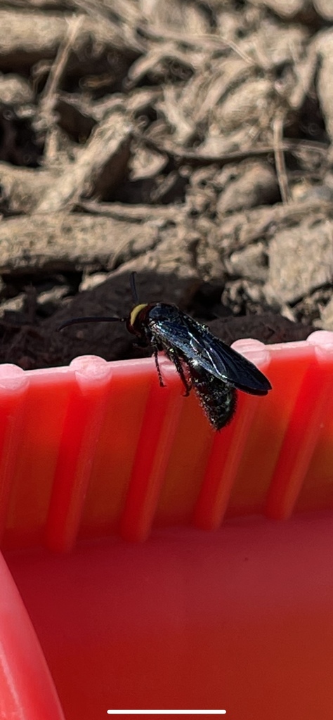 Yellow-headed Flower Wasp in April 2022 by deedee84 · iNaturalist