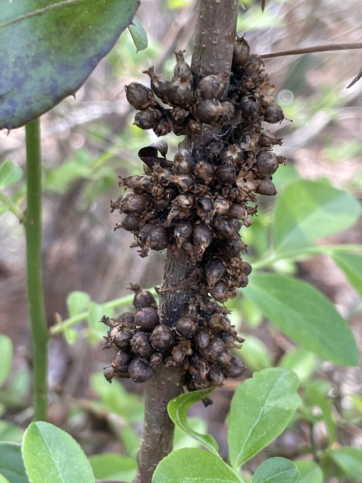 Cuscuta compacta Juss. ex Choisy
