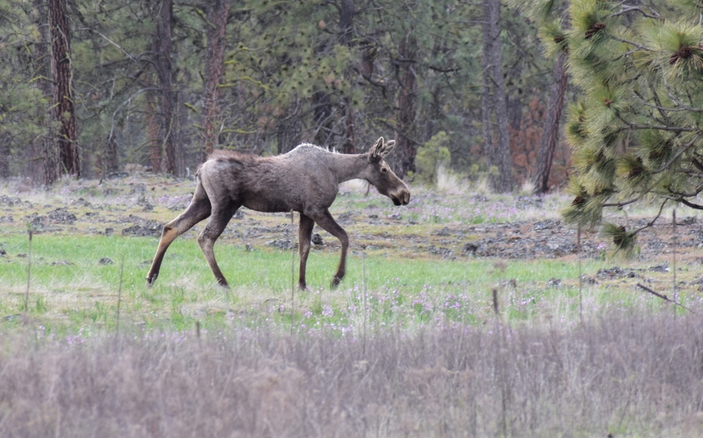 Moose from Spokane County, WA, USA on April 13, 2022 at 05:24 PM by ...