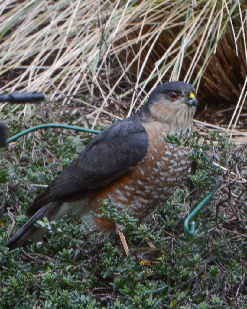 Sharp-shinned Hawk from Pierce County, WA, USA on February 11, 2015 at ...