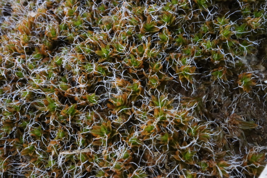 Steppe Screw-Moss from Mojave National Preserve, San Bernardino County ...