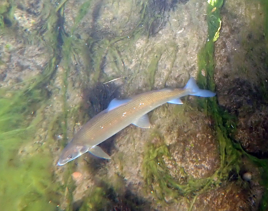 Mountain Whitefish (Prosopium williamsoni) - Marine Life Identification