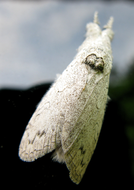 Horsfield's Tussock Moth from Gianyar Regency, Bali, Indonesia on April ...
