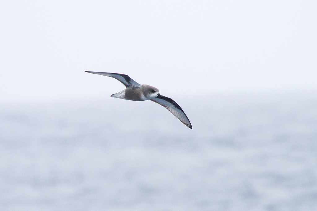 Mottled Petrel (The Sibley Guide to Bird Life & Behavior) · iNaturalist