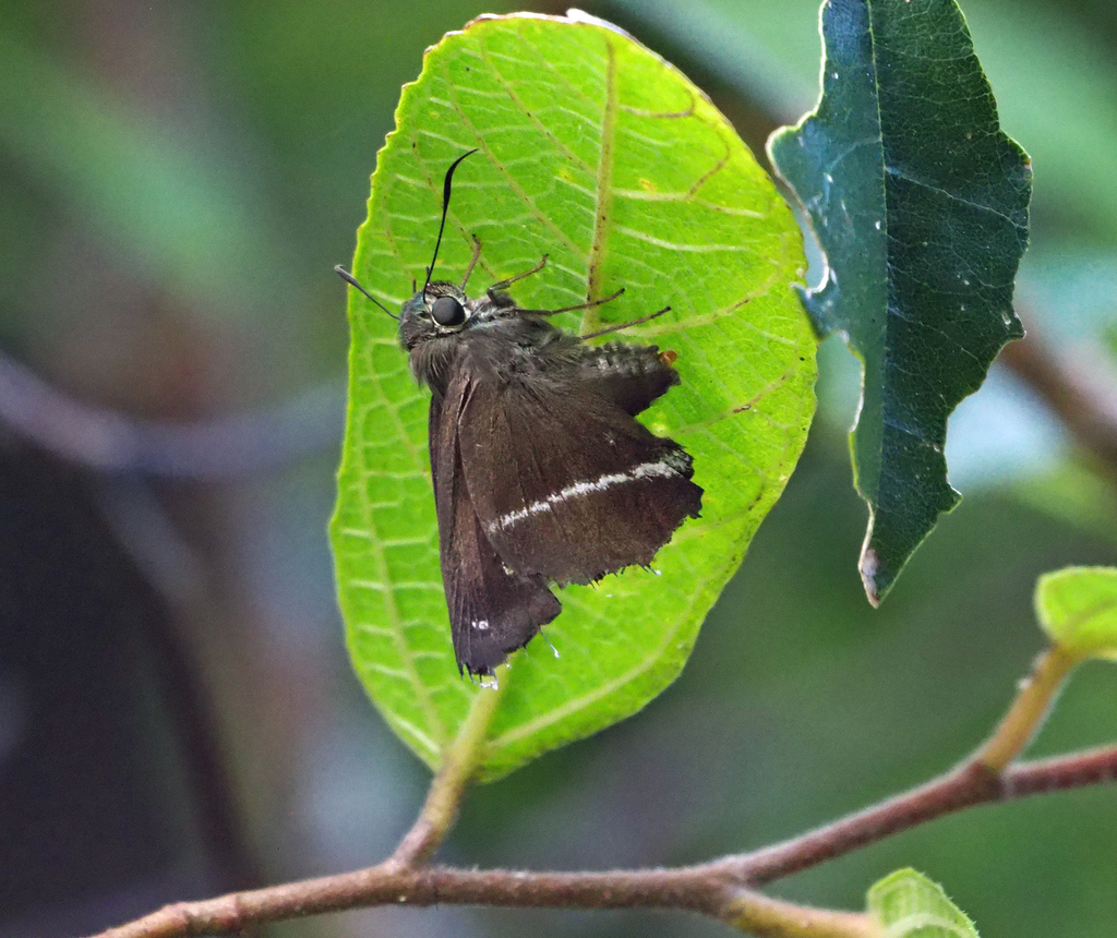 Narrow-banded Awl from Highvale QLD 4520, Australia on April 14, 2022 ...