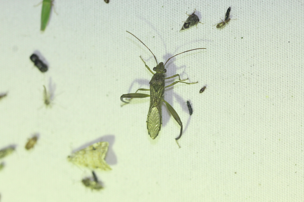 Texas Bow-legged Bug from South Side, Corpus Christi, TX, USA on April ...