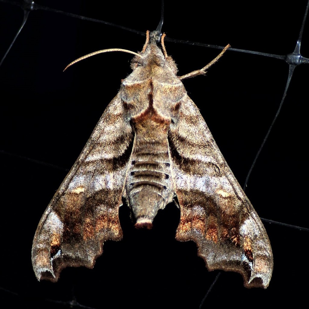 Lettered Sphinx from Burdett, Schuyler Co. NY 14818, USA on May 26, 2018 at 11:37 PM by ...
