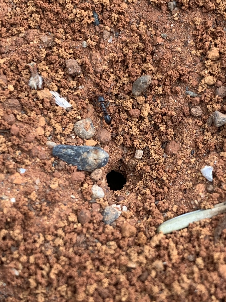 Crazy Pyramid Ant from Skyway, Paradise, CA, US on April 13, 2022 at 06 ...