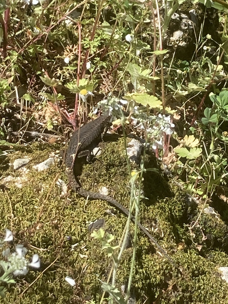 Blue-throated Keeled Lizard from Ionian Islands, Peloponnese, Western ...