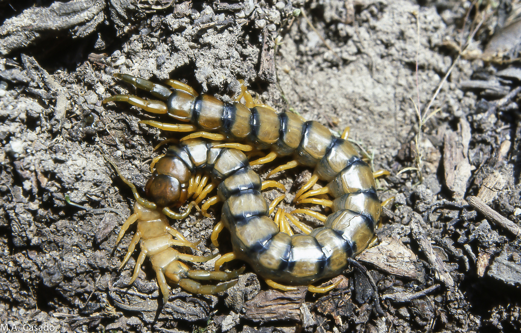 Mediterranean Banded Centipede from Madrid, España on June 09, 1984 at ...