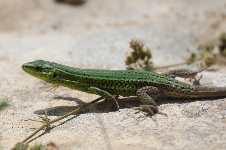 Sicilian Wall Lizard in April 2019 by Luca Boscain · iNaturalist