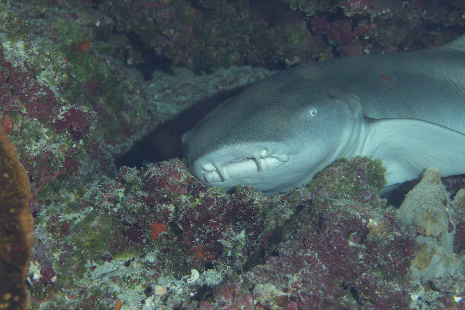 Nebrius ferrugineus (Lesson, 1831)