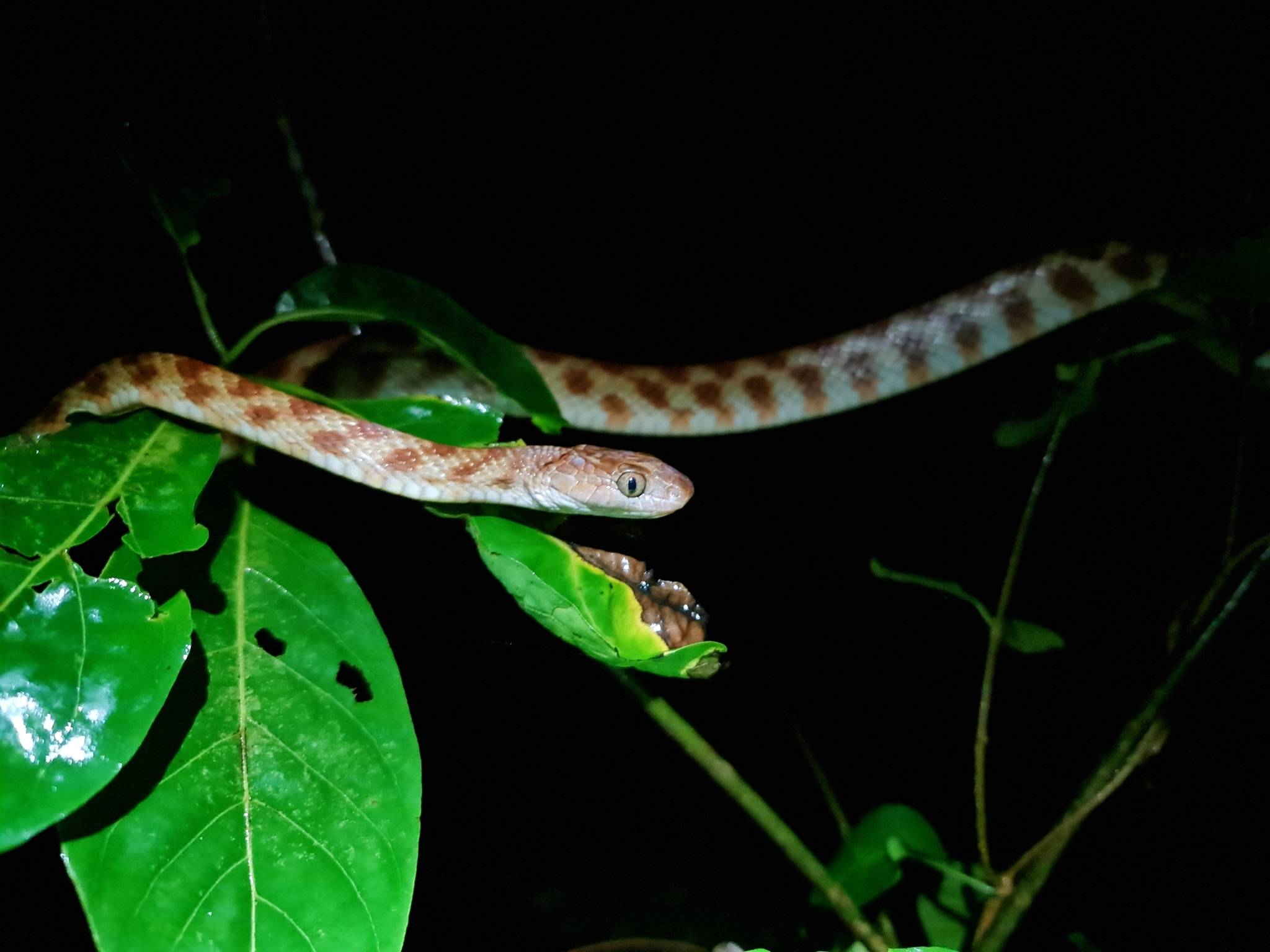 10 Snakes That Climb Very High In Trees – Snake Radar