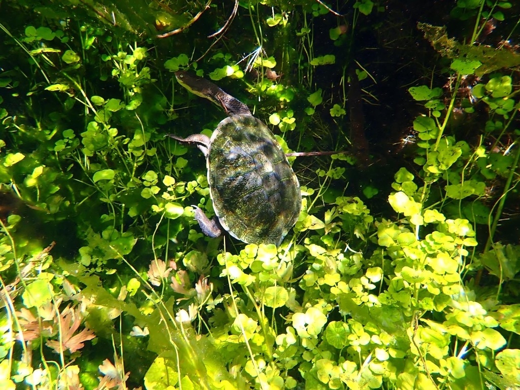 Common Snake-necked Turtle from Eight mile creek, Eight Mile Creek, SA ...