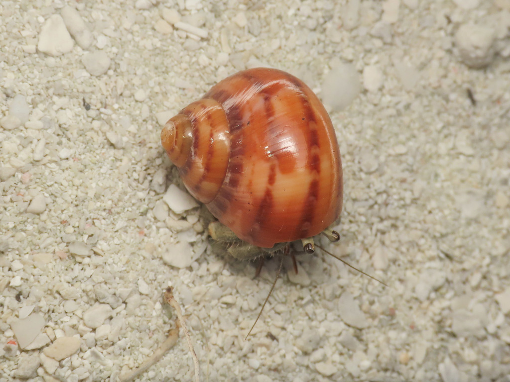 Tapestry Turban Snail from Alifu Dhaalu Atoll, Maldives on April 4 ...