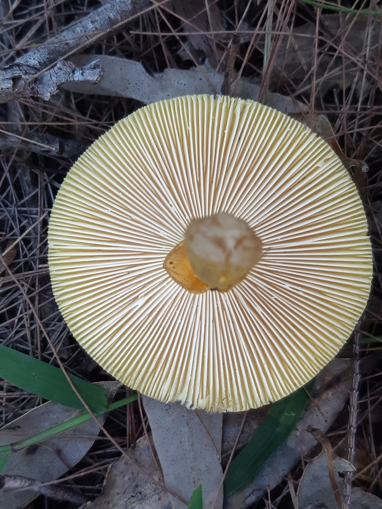 Australian Yellow Dust Amanita from Sheldon QLD 4157, Australia on ...