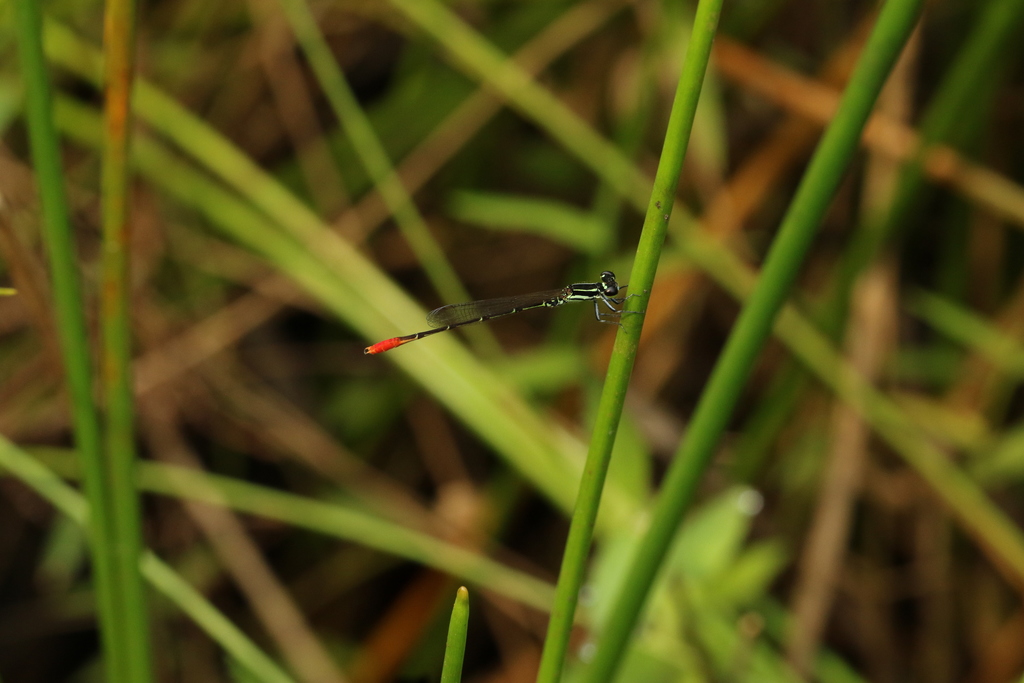Lesser Pincer-tailed Wisp from Lekoko, Gabon on April 08, 2022 at 09:07 ...
