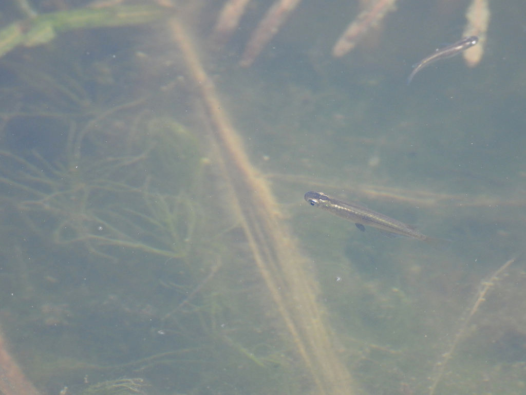 Chinese rice fish from Shinan District, Qingdao, Shandong, China on ...