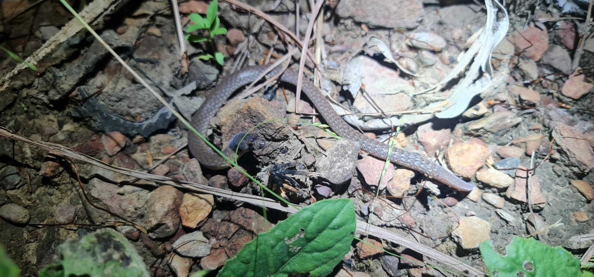 Pygopus steelescotti James, Donnellan & Hutchinson, 2001