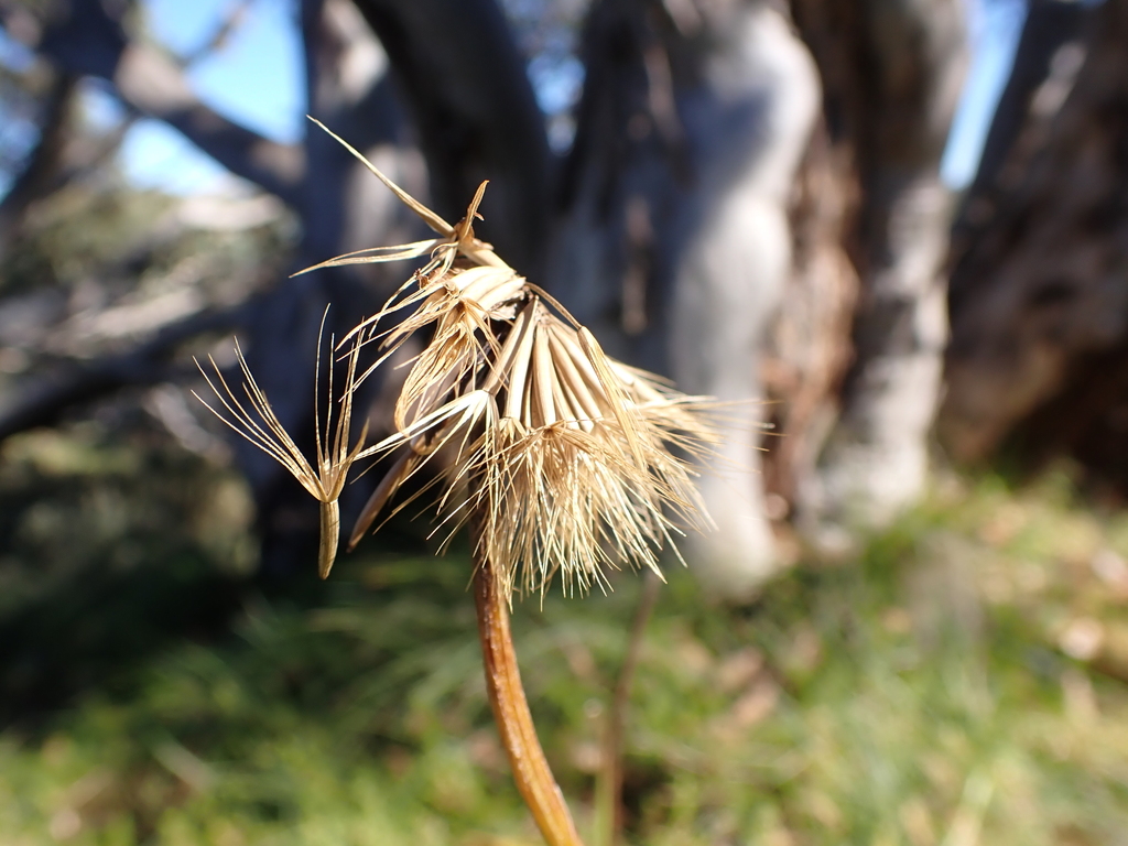 Yam Daisy (Microseris lanceolata) - Botanical Realm