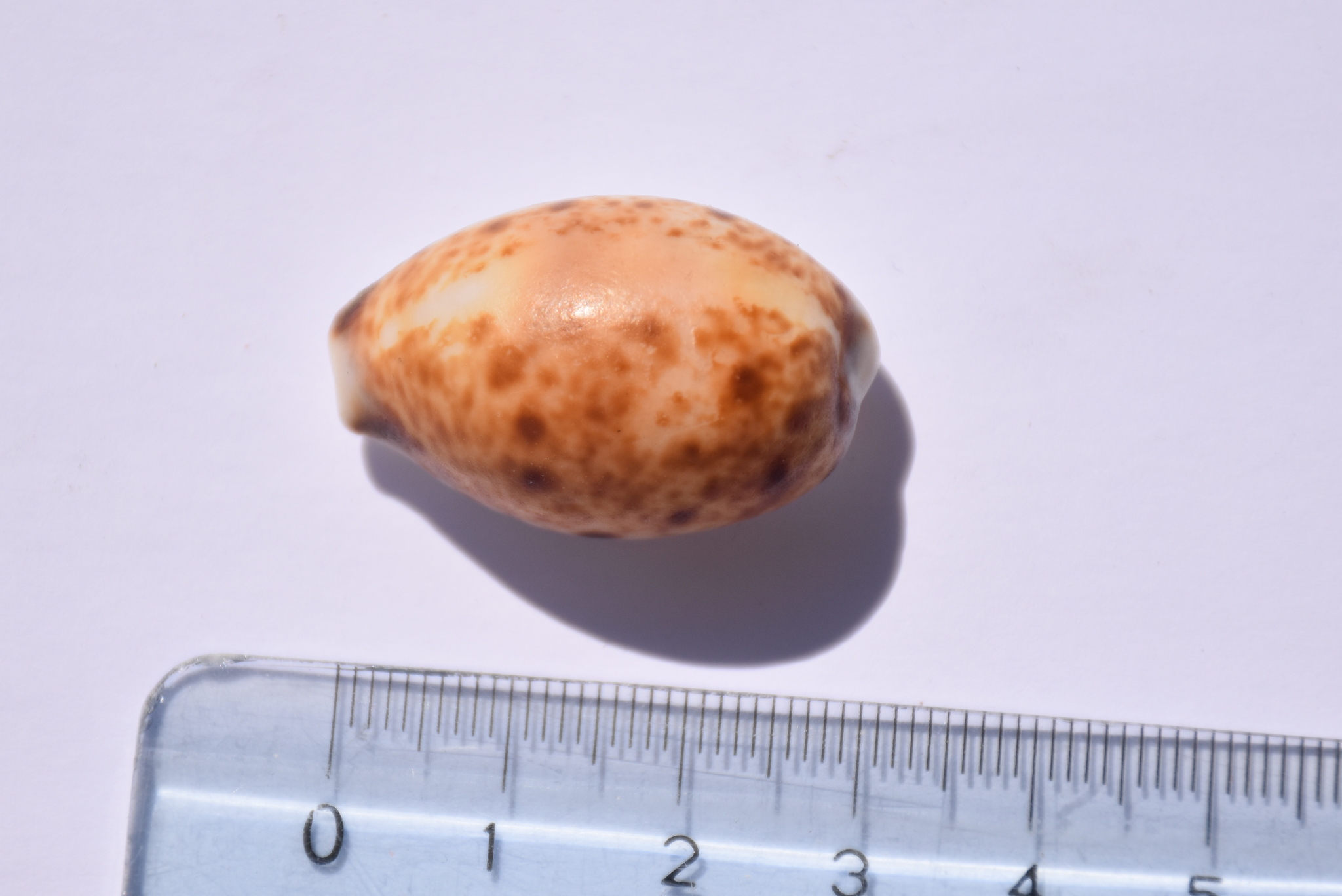 Lyncina lynx (Linnaeus, 1758)