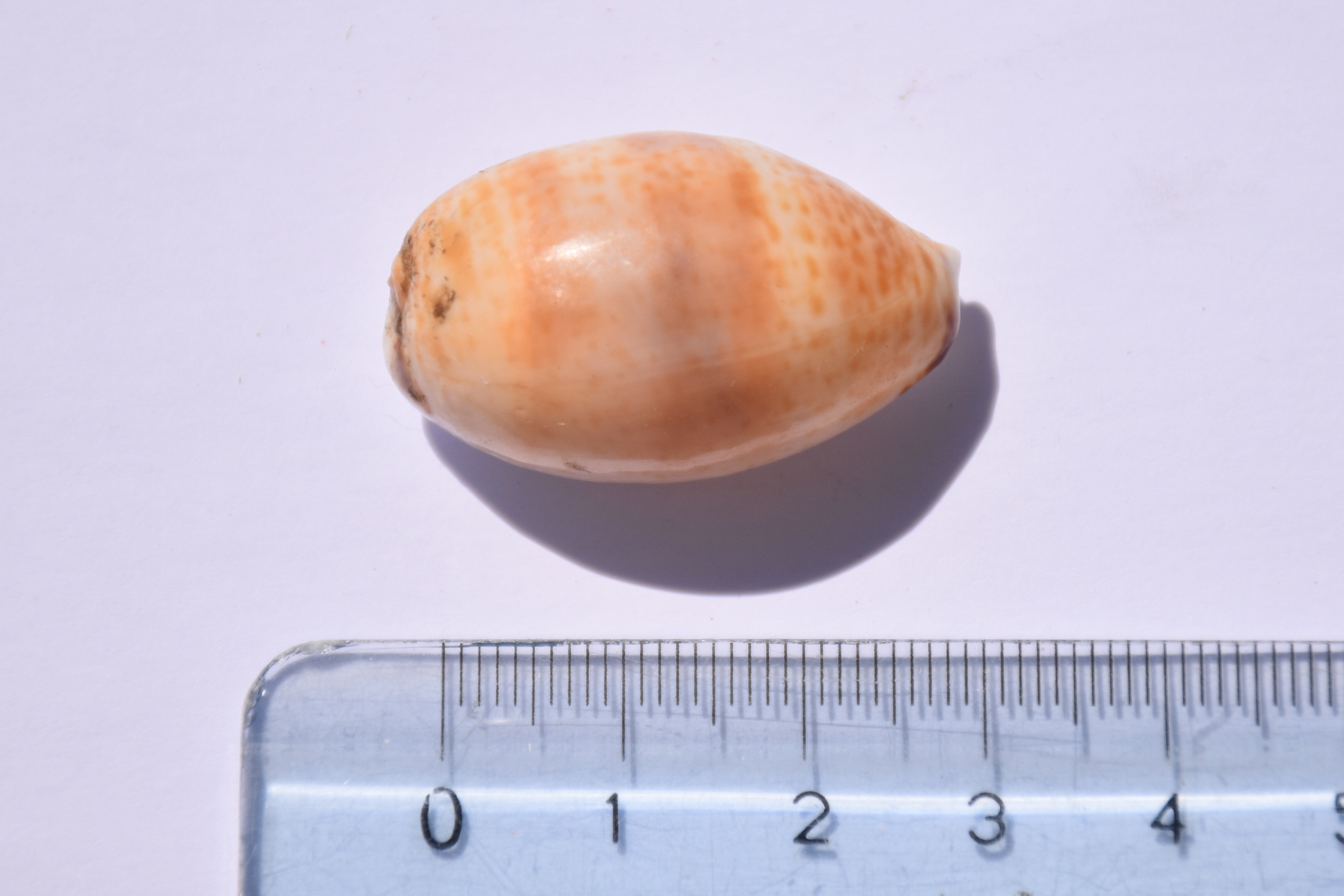 Lyncina lynx (Linnaeus, 1758)
