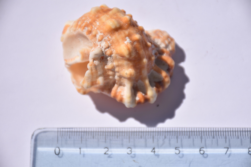 Tutufa rubeta from Gili Meno (Lombok), Indonesia on April 14, 2022 at ...