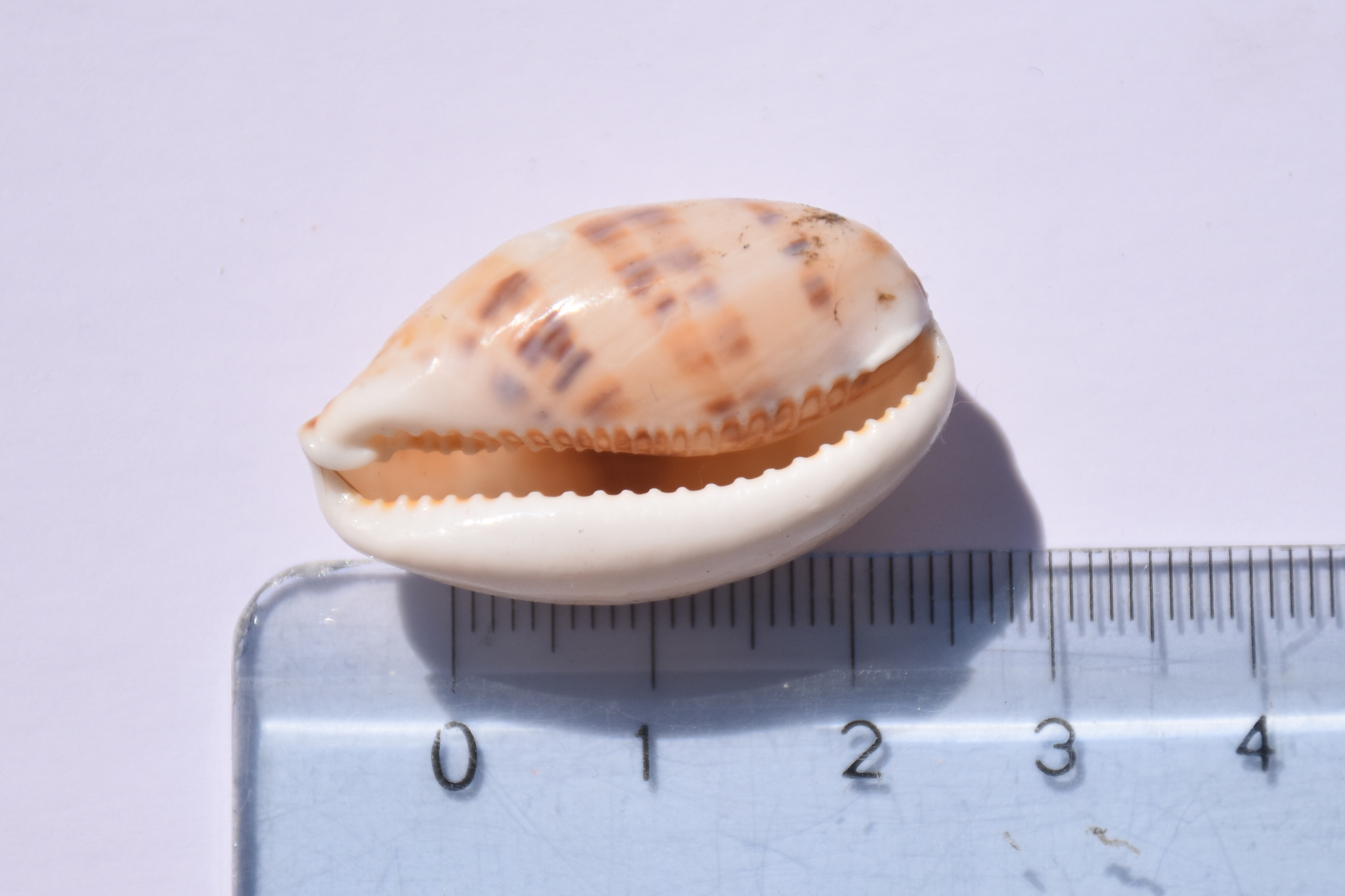 Lyncina lynx (Linnaeus, 1758)