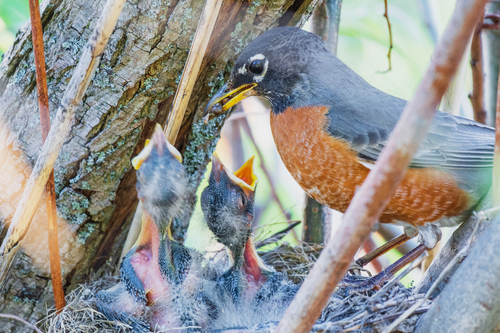 American Robin - Turdus migratorius (US State Birds) · iNaturalist