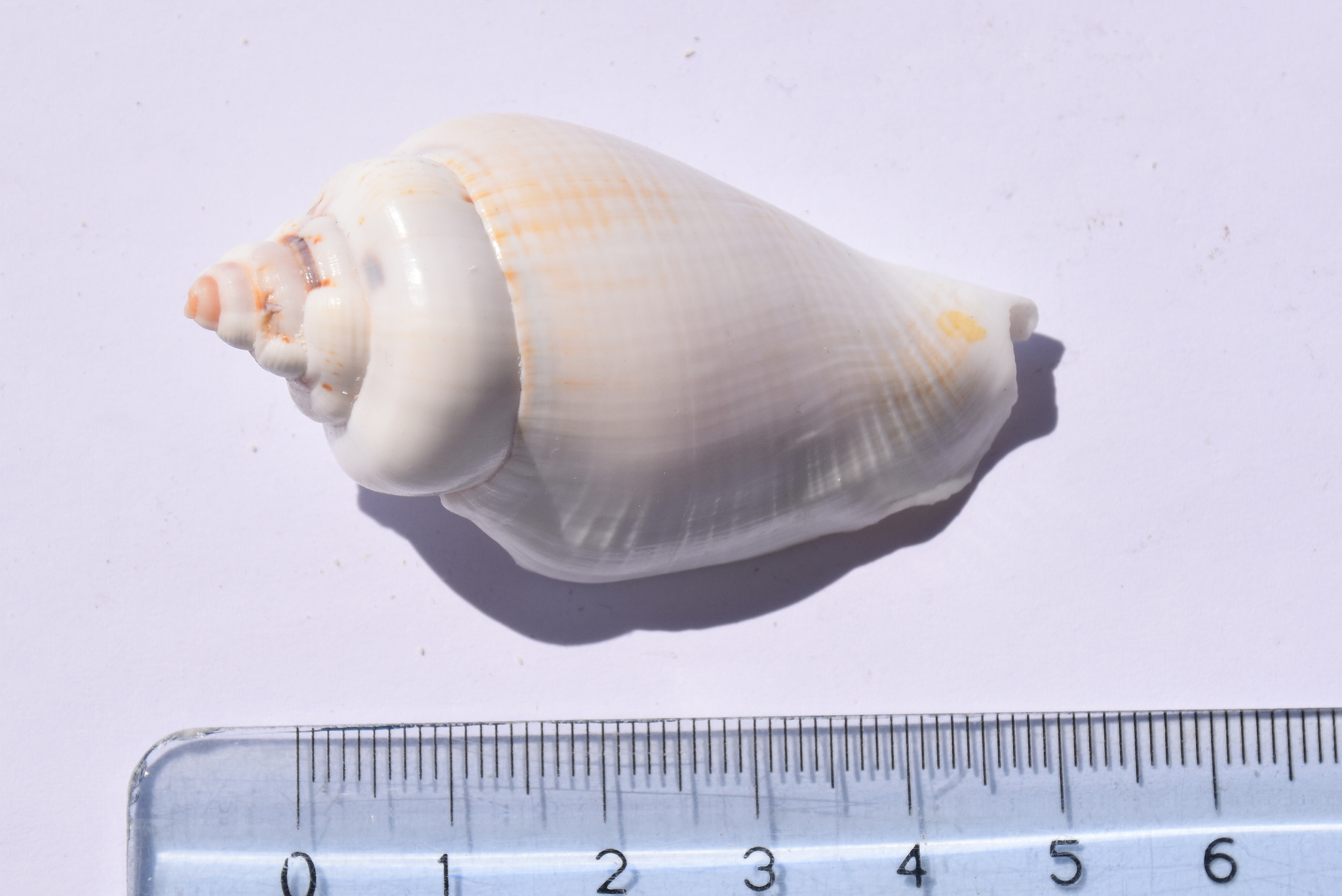 Gibberulus gibberulus (Linnaeus, 1758)