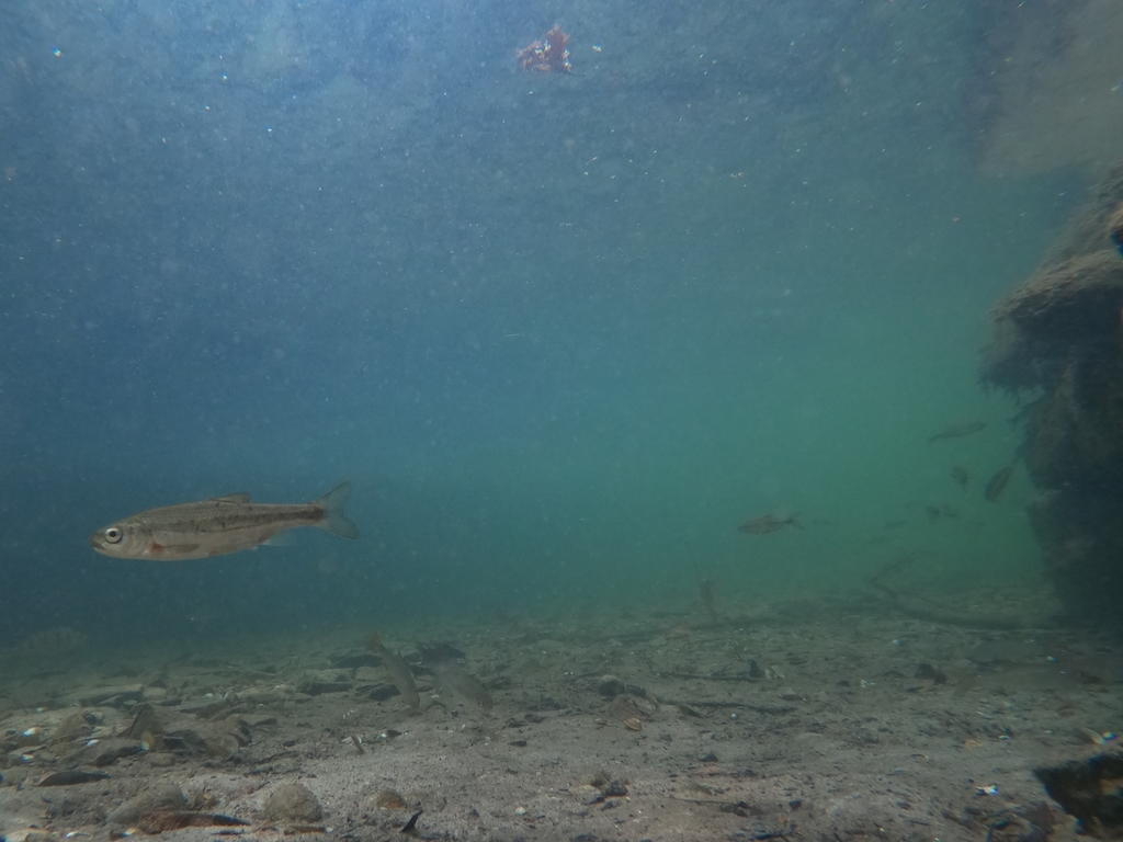 Italian riffle dace from Molinetto on April 13, 2022 by robertopegolo ...