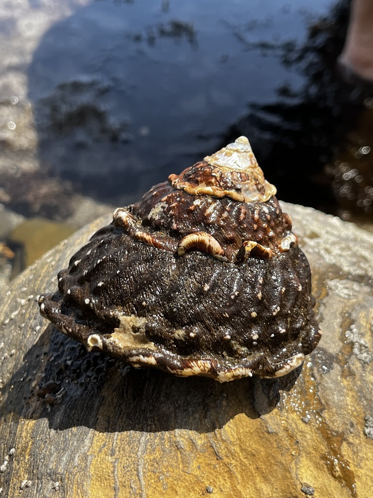Wavy Turban from San Pedro, Los Angeles, CA, USA on April 09, 2022 at ...