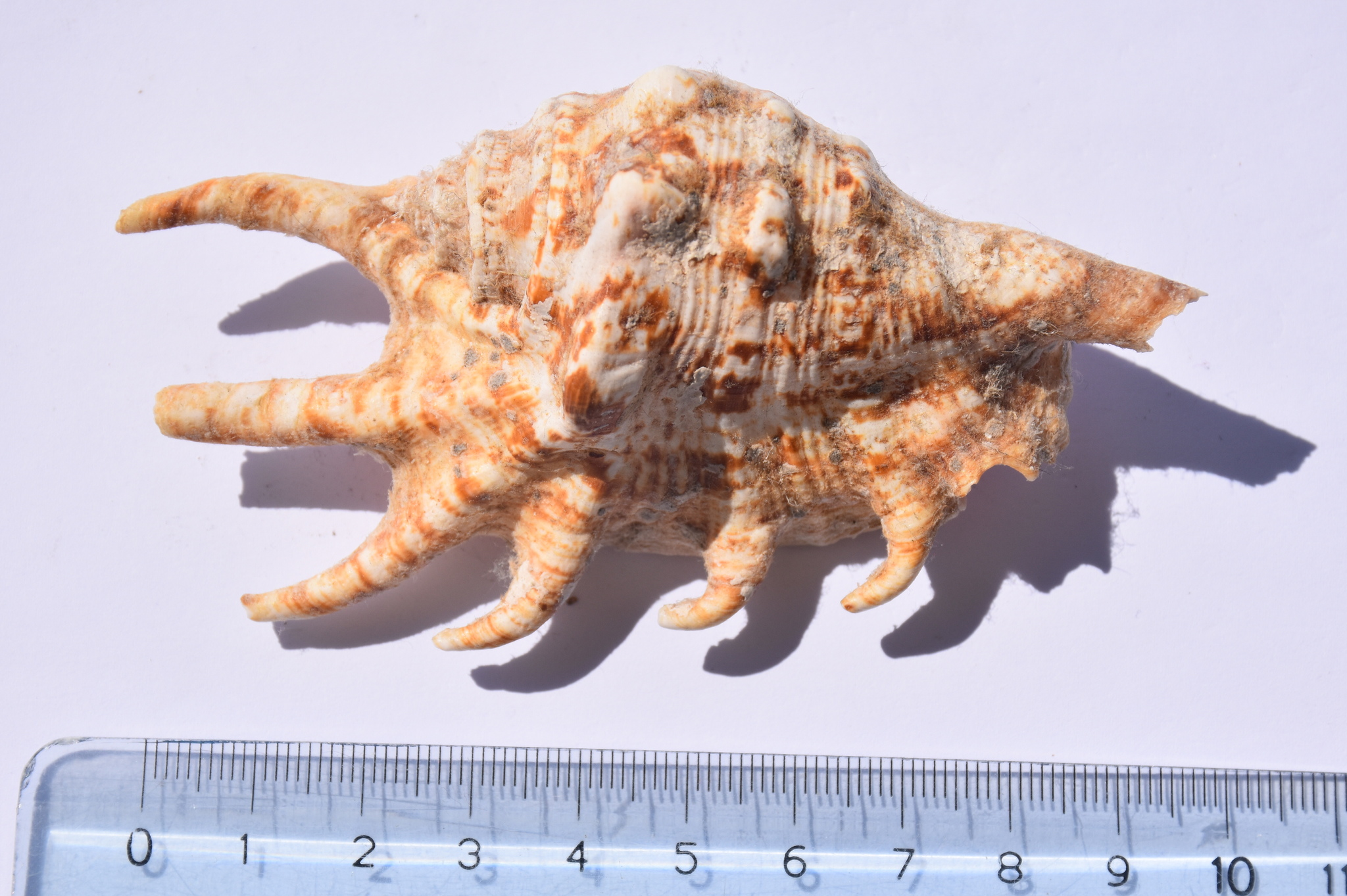 Lambis lambis (Linnaeus, 1758)