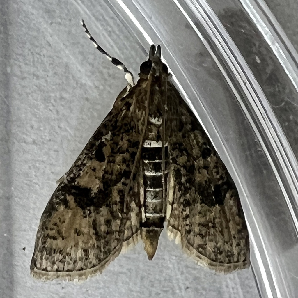 Splendid Palpita Moth from Creamery Rd, New Hope, PA, US on April 13 ...