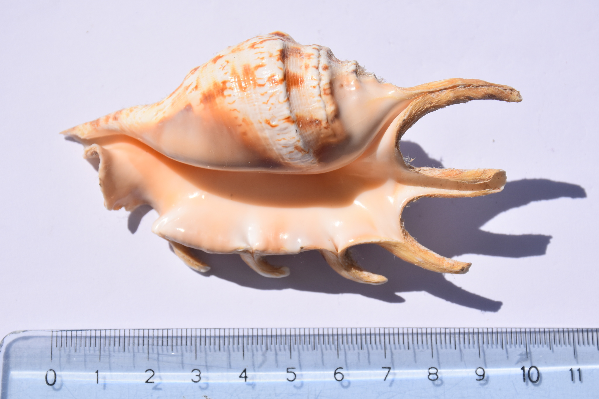 Lambis lambis (Linnaeus, 1758)