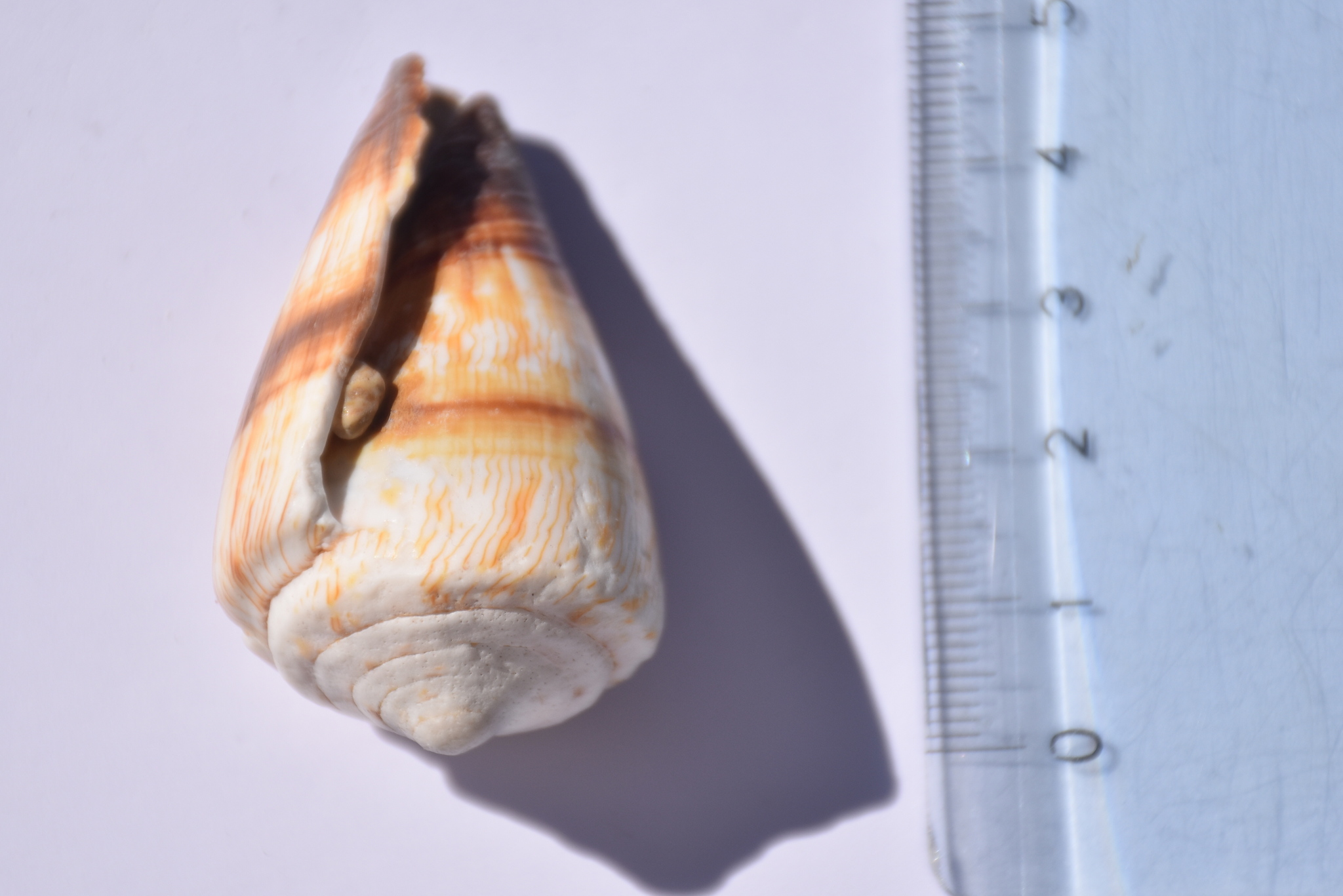 Conus miles Linnaeus, 1758