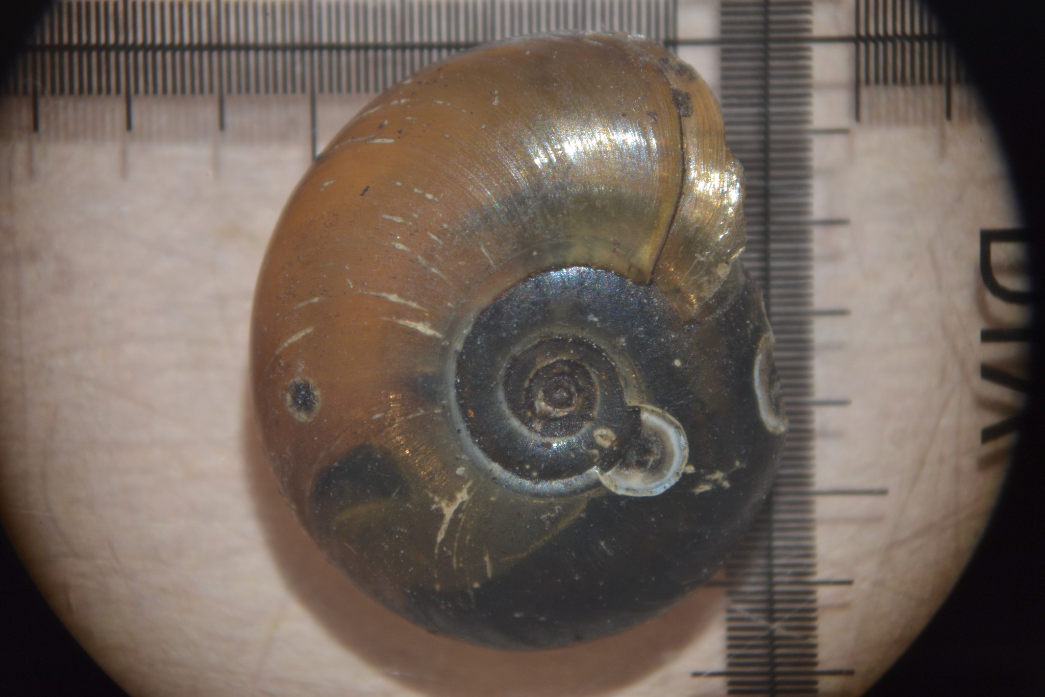 Segmentina nitida (O.F.Müller, 1774)